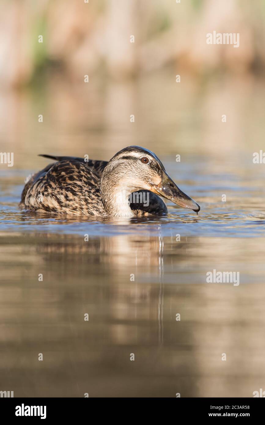 Female of Mallard Duck. Her Latin name is Anas platyrhynchos Stock ...