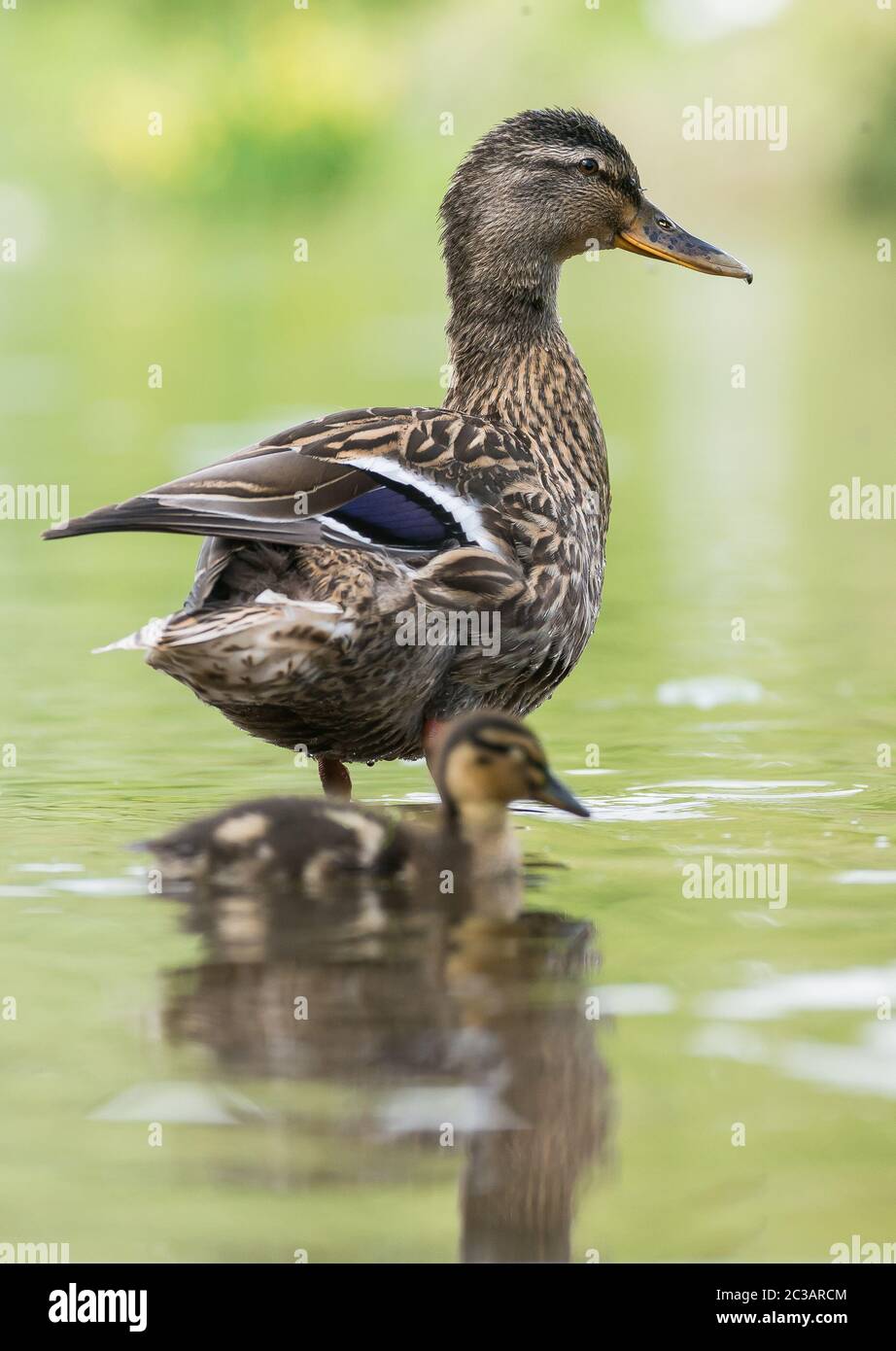 Female of Mallard Duck with nestling. Her Latin name is Anas ...