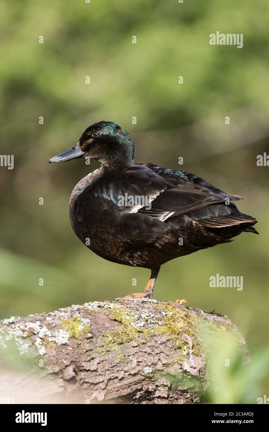 Male of Mallard Duck. His Latin name is Anas platyrhynchos Stock Photo ...
