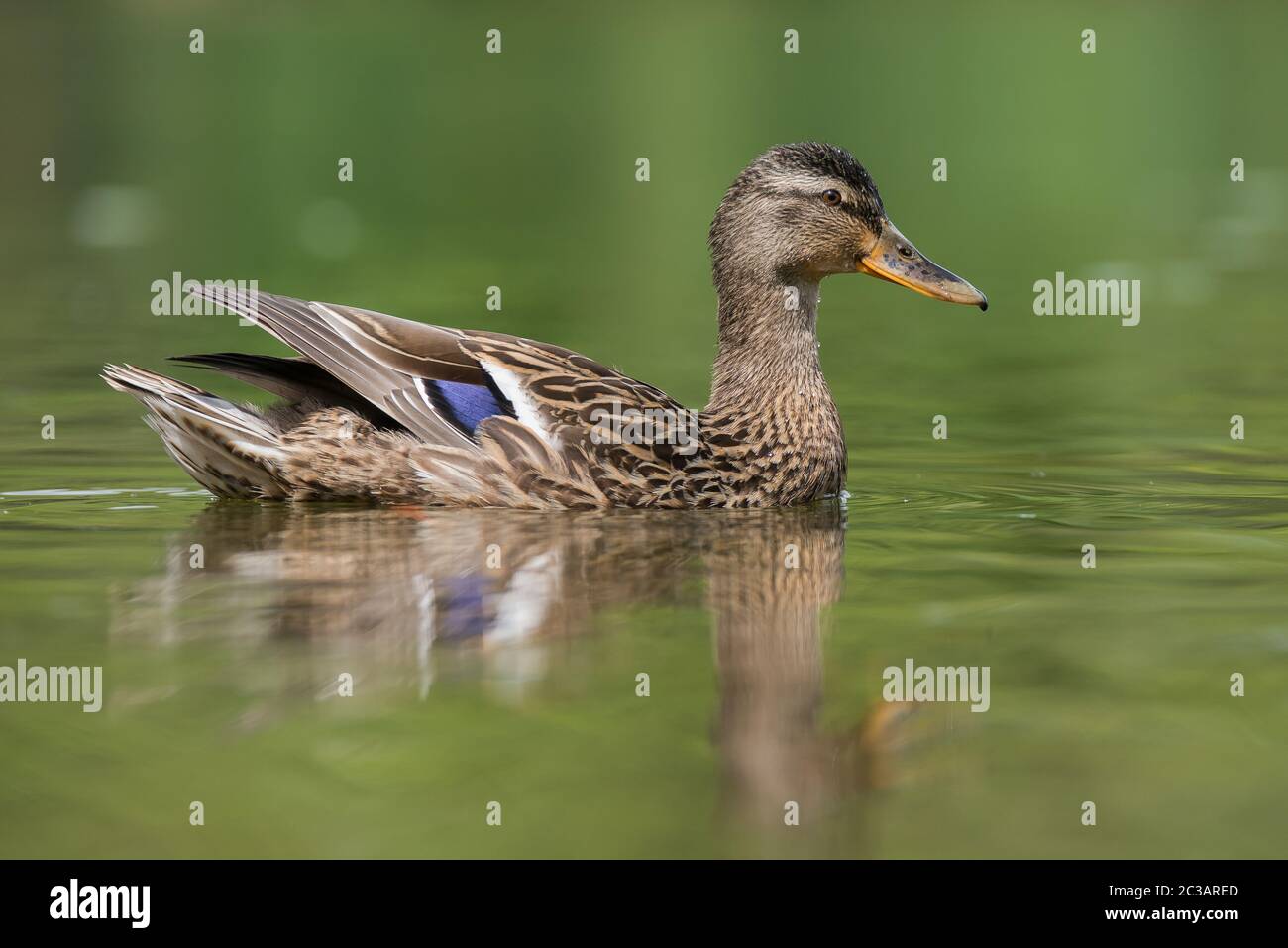 Female of Mallard Duck. Her Latin name is Anas platyrhynchos Stock ...