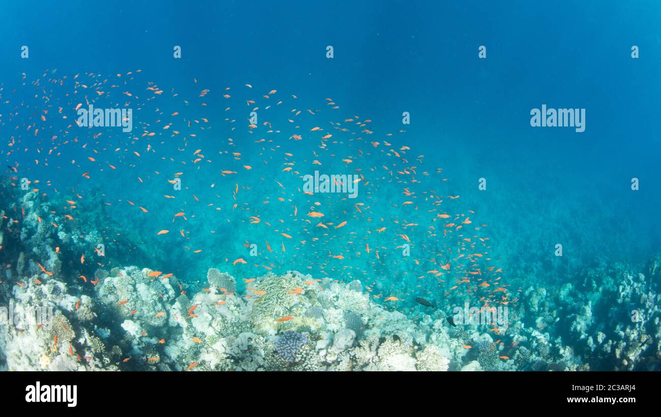 Coral Reef at the Red Sea,Egypt. Underwater landscape with fish and ...