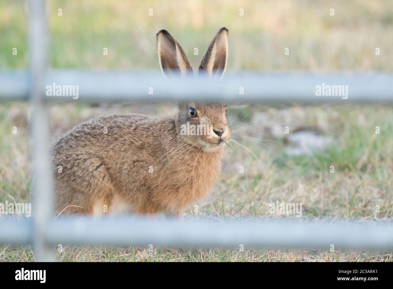 Leveret in britain hi-res stock photography and images - Alamy