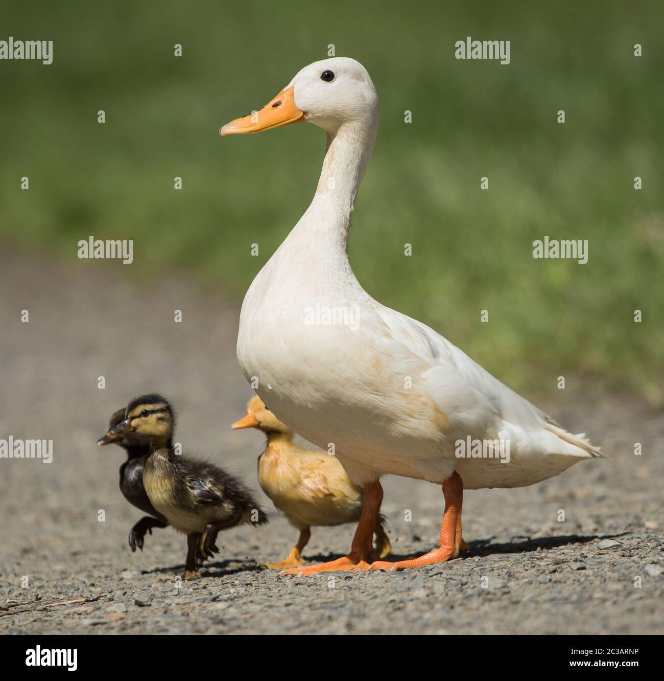 Female mallard chicks hi-res stock photography and images - Alamy