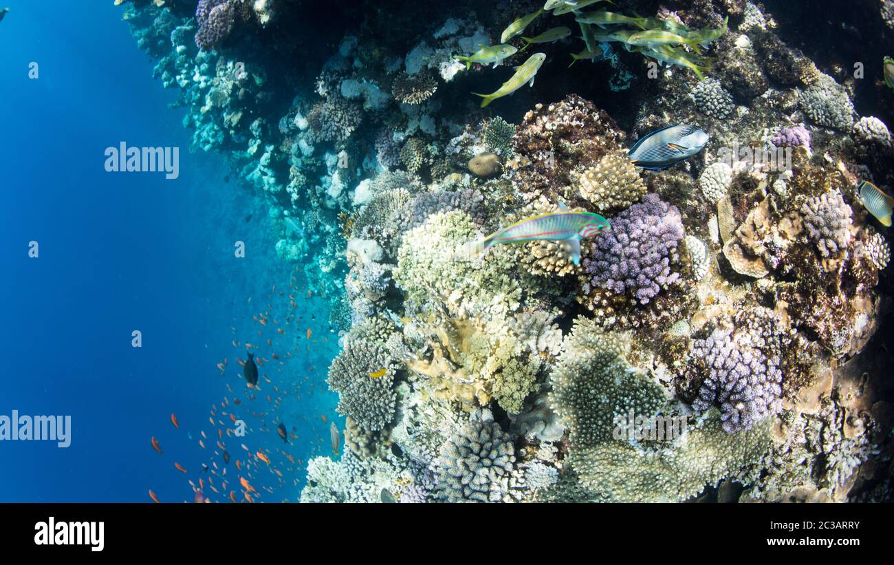 Coral Reef at the Red Sea,Egypt. Underwater landscape with fish and ...