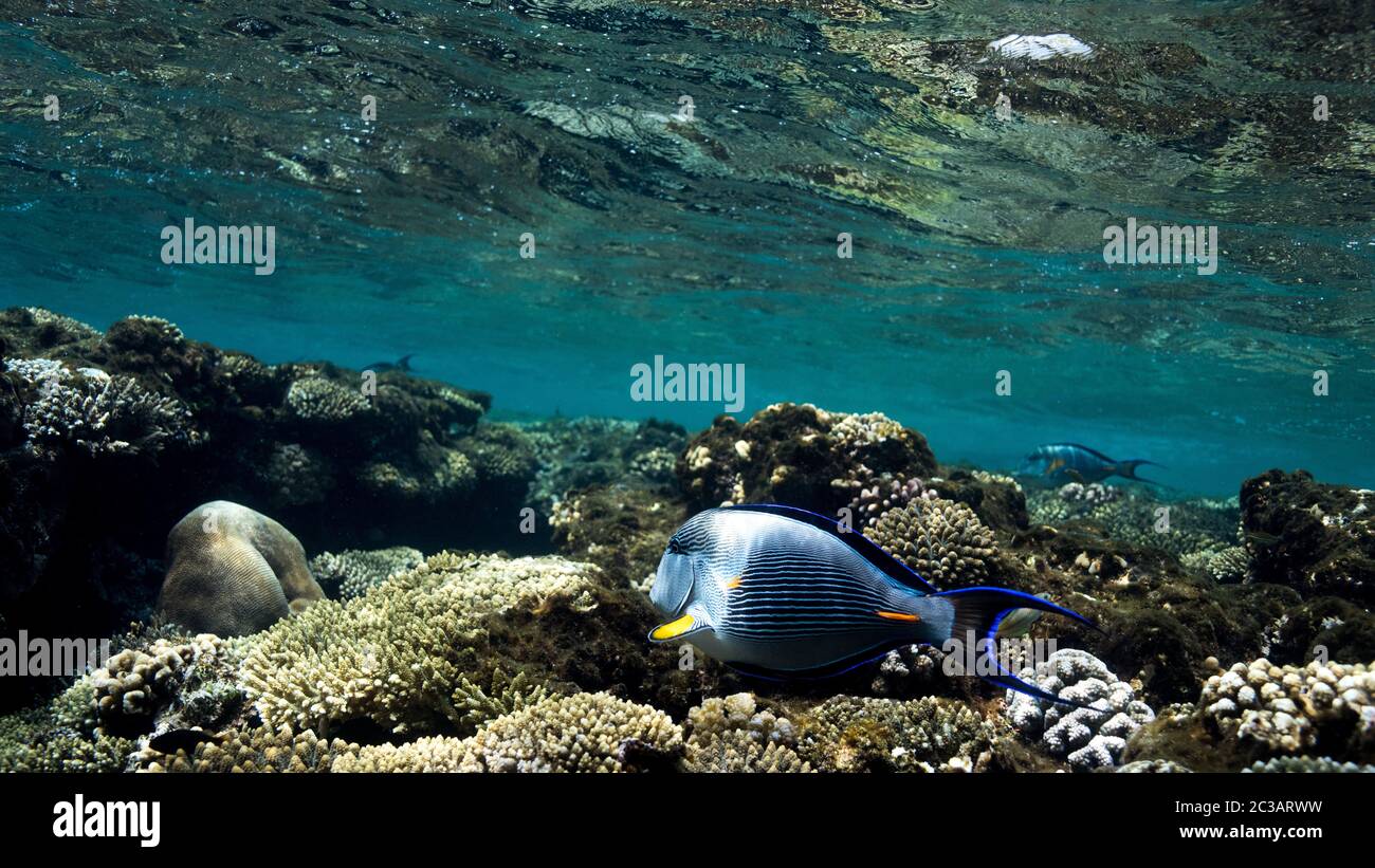 Coral Reef at the Red Sea,Egypt. Underwater landscape with fish and ...