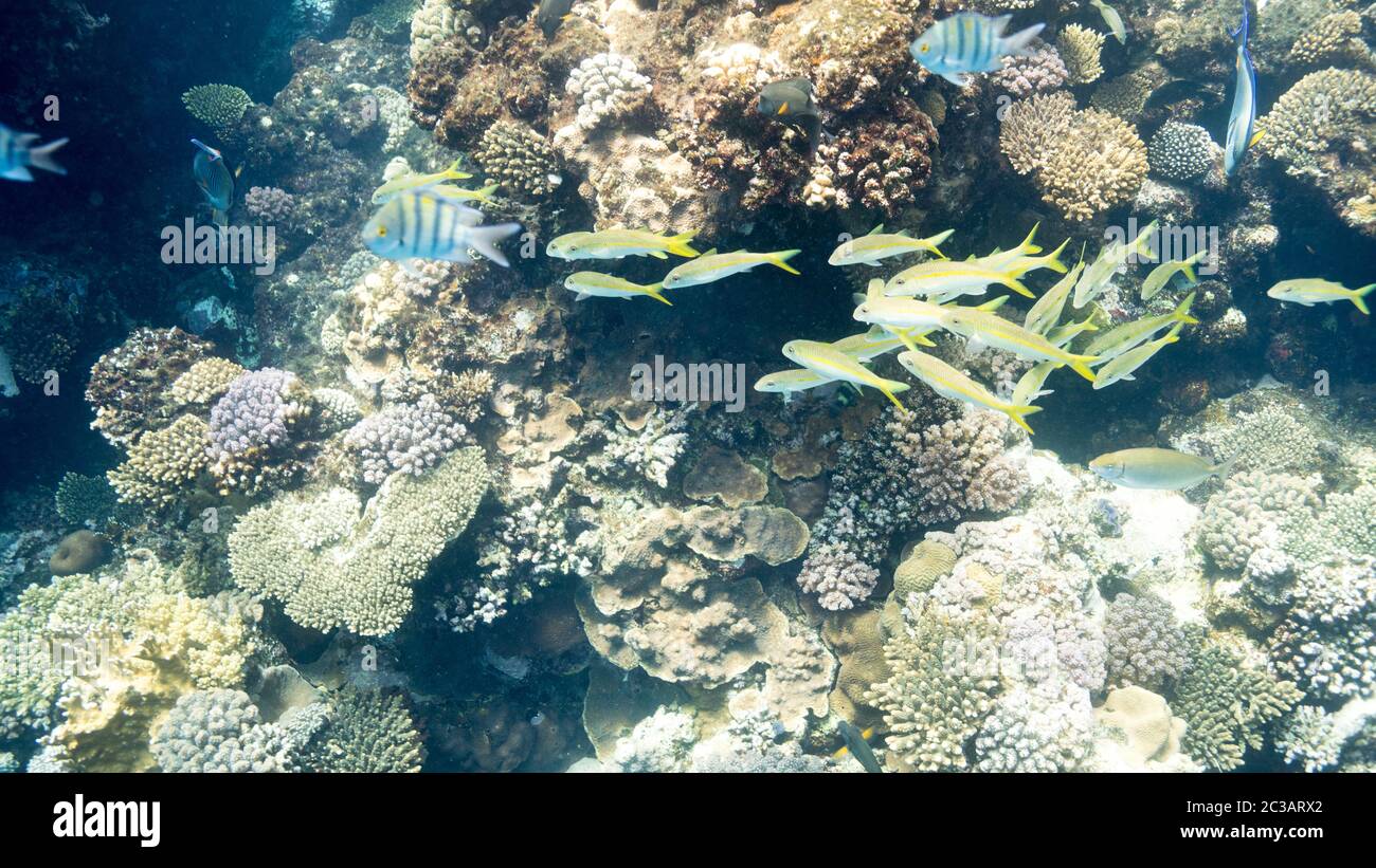 Coral Reef at the Red Sea,Egypt. Underwater landscape with fish and ...