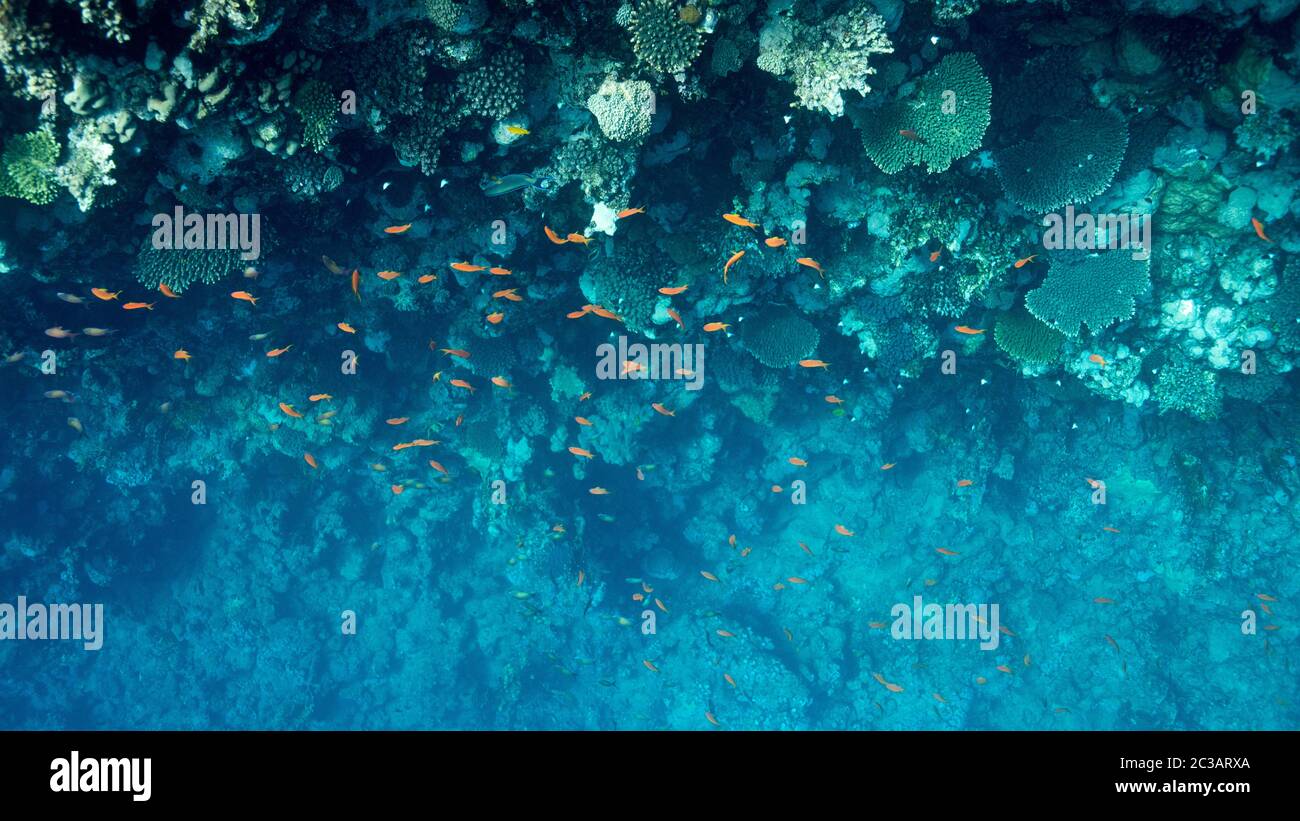 Coral Reef at the Red Sea,Egypt. Underwater landscape with fish and ...