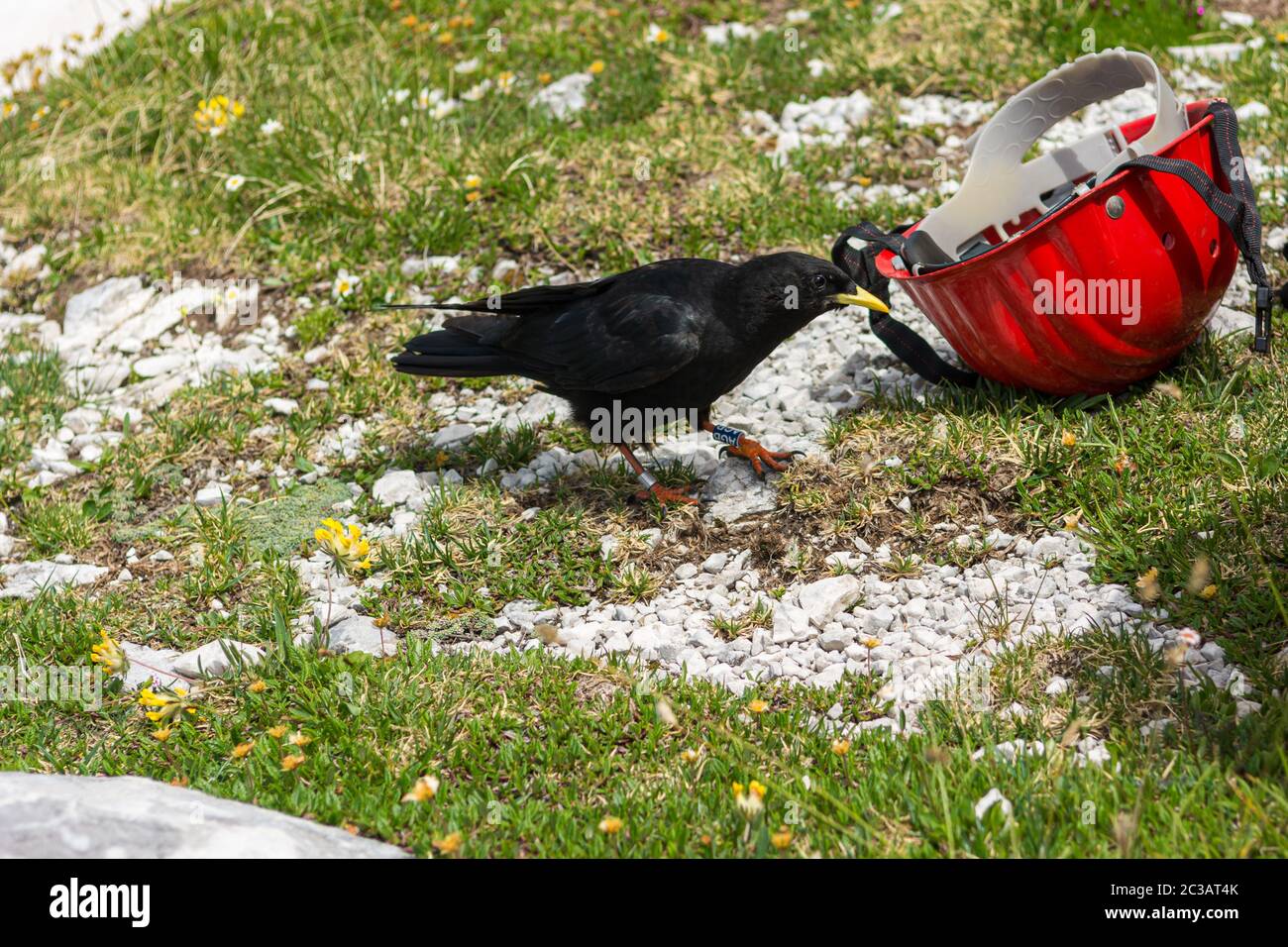 The Alpine chough Pyrrhocorax graculus , Yellow billed chough Stock ...