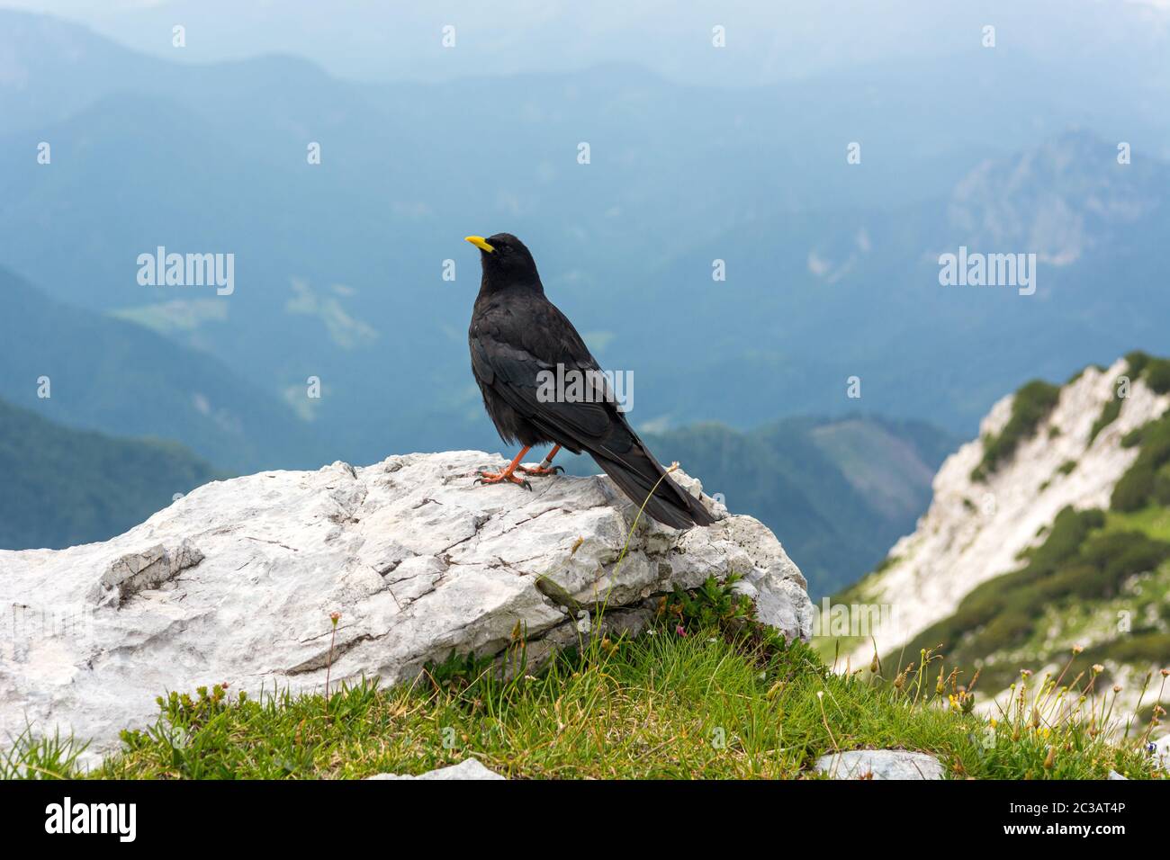 The Alpine chough Pyrrhocorax graculus , Yellow billed chough Stock ...