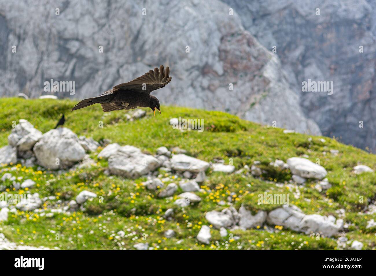 The Alpine chough Pyrrhocorax graculus , Yellow billed chough Stock ...