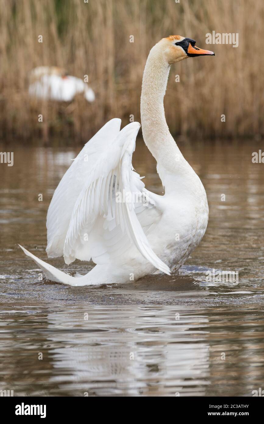 Young swan british bird hi-res stock photography and images - Alamy
