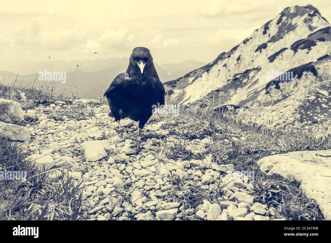 The Alpine chough Pyrrhocorax graculus , Yellow billed chough Stock ...