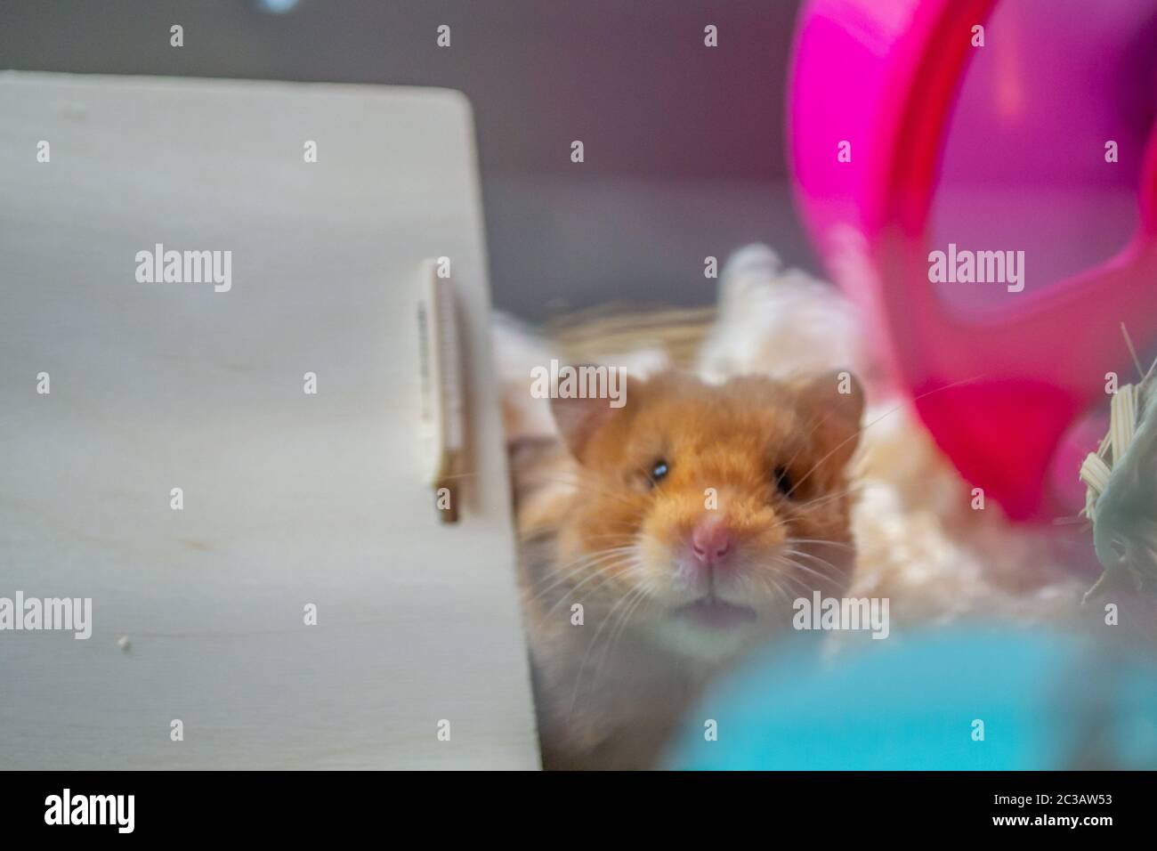 Syria hamster hi-res stock photography and images - Alamy