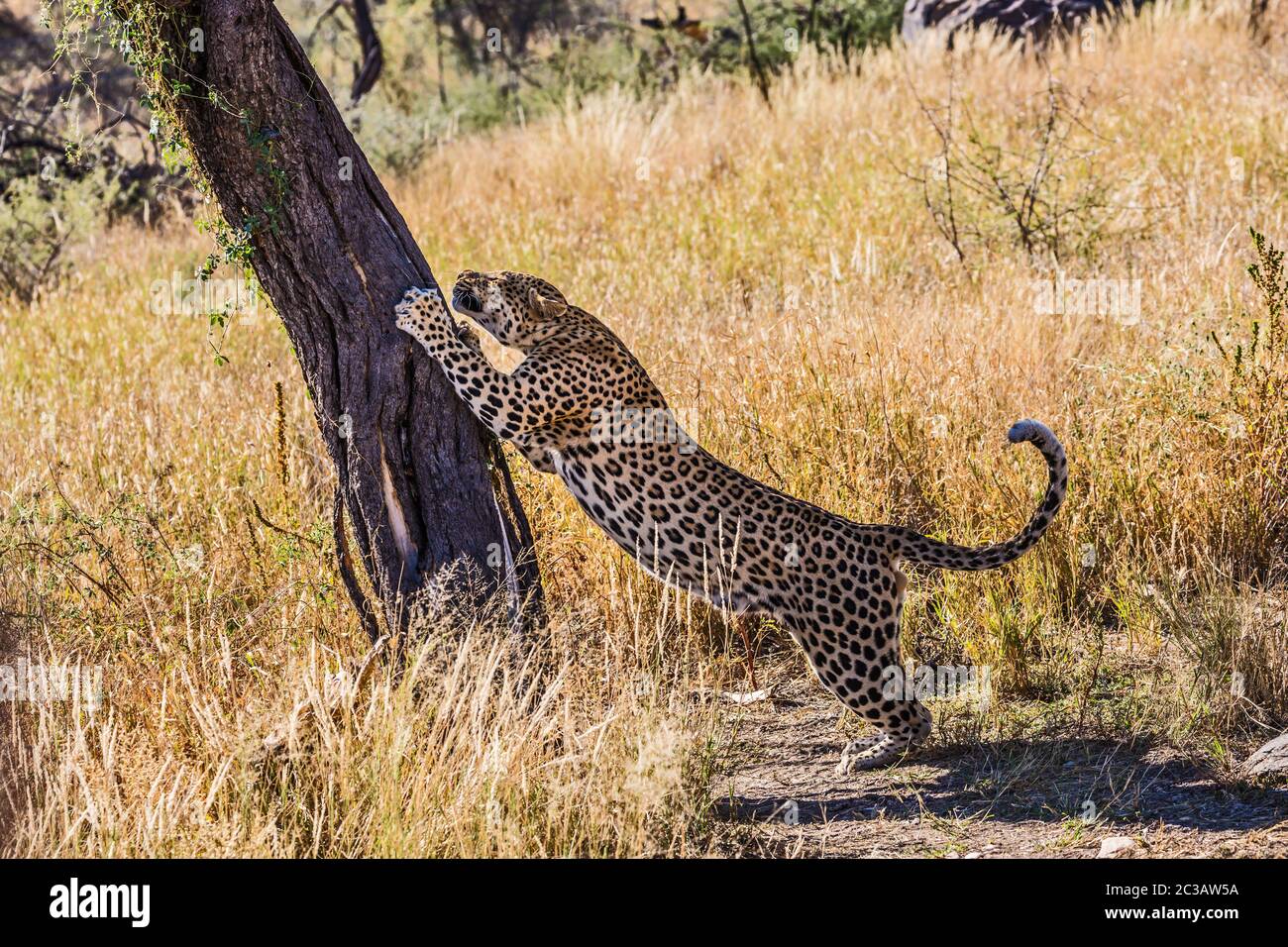 African leopard sharpens claws Stock Photo - Alamy