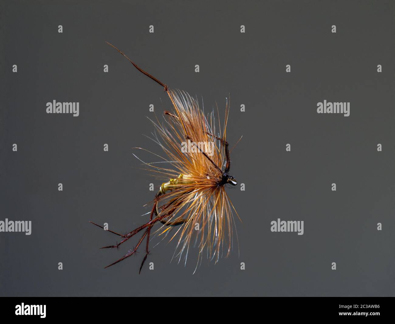 Daddy long legs spider cranefly hi-res stock photography and images - Alamy