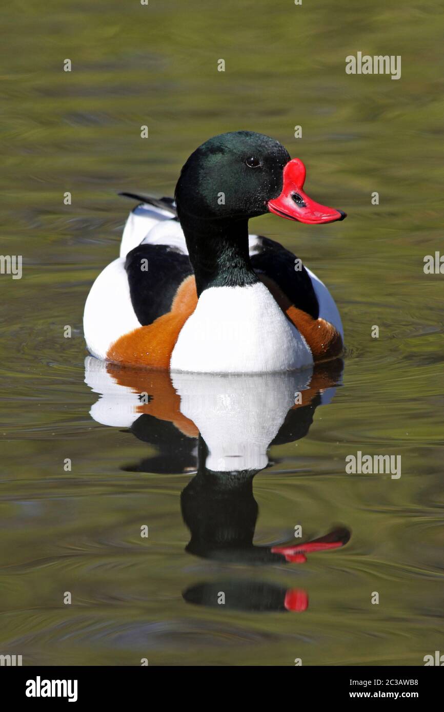 Male shelducks hi-res stock photography and images - Alamy