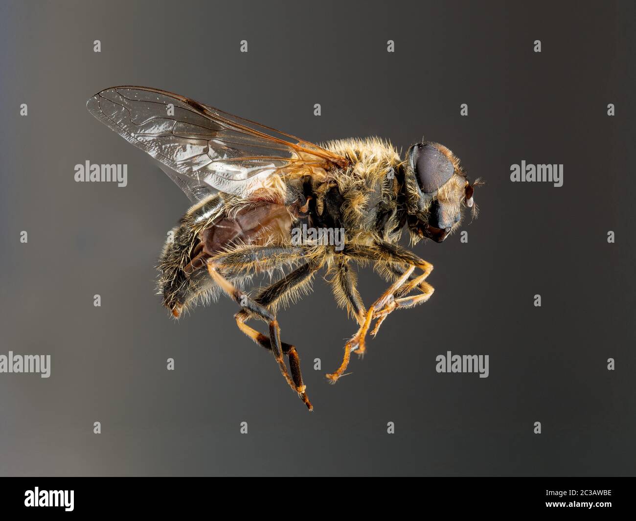 Male drone bee hi-res stock photography and images - Alamy
