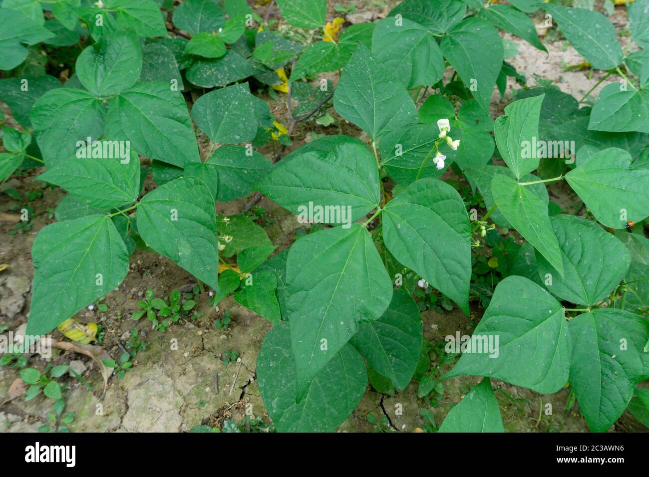 Common beans or green beans growing in home garden organically Stock ...