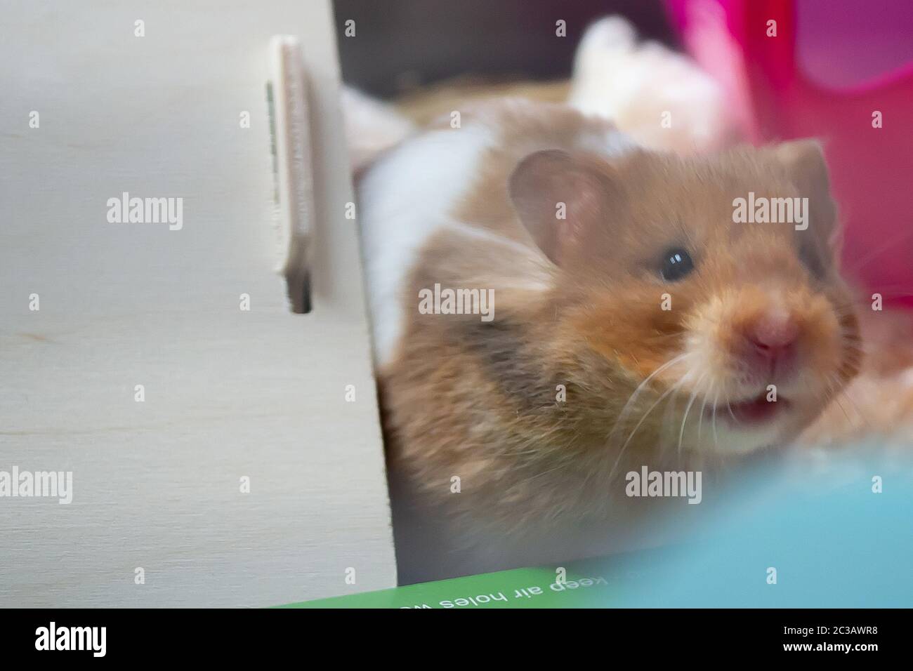 Syria hamster hi-res stock photography and images - Alamy