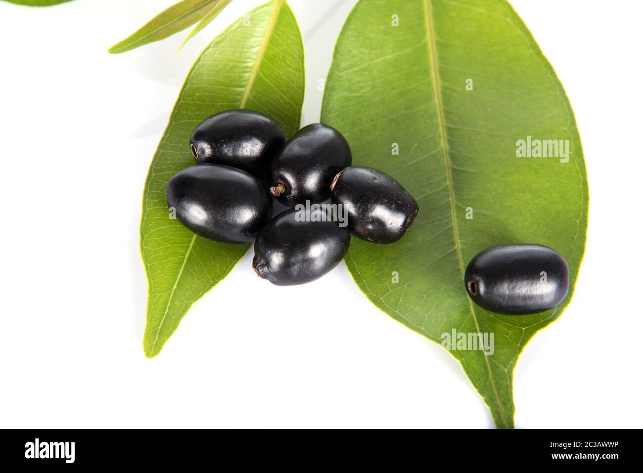 Jambolan plum or Java plum (Syzygium cumini Stock Photo - Alamy