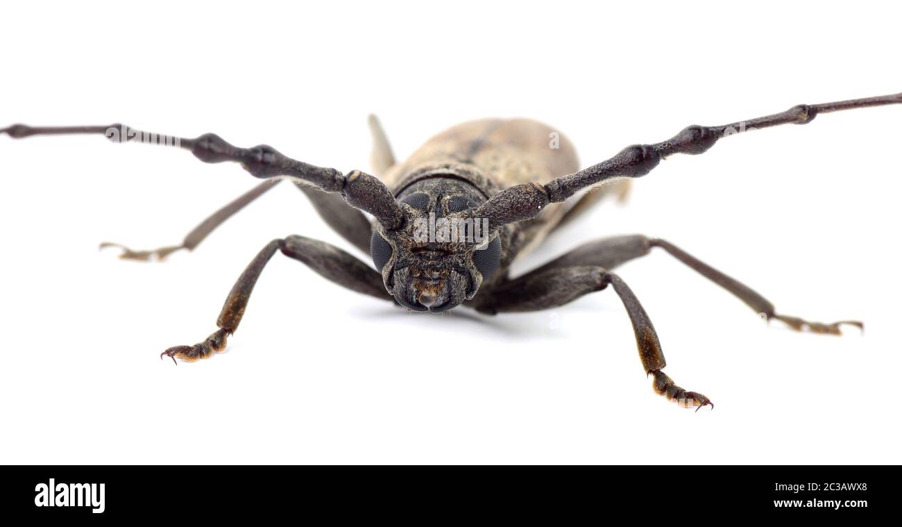 Tree borer (Batocera rufomaculata) isolated on a white background Stock ...