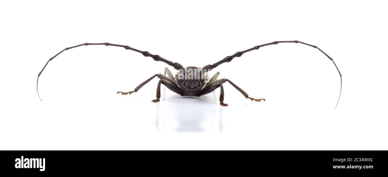 Tree borer (Batocera rufomaculata) isolated on a white background Stock ...