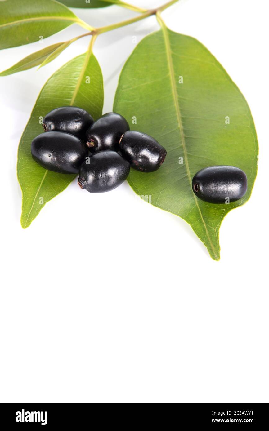 Syzygium cumini hi-res stock photography and images - Alamy