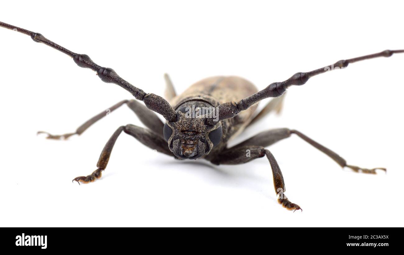 Tree borer (Batocera rufomaculata) isolated on a white background Stock ...