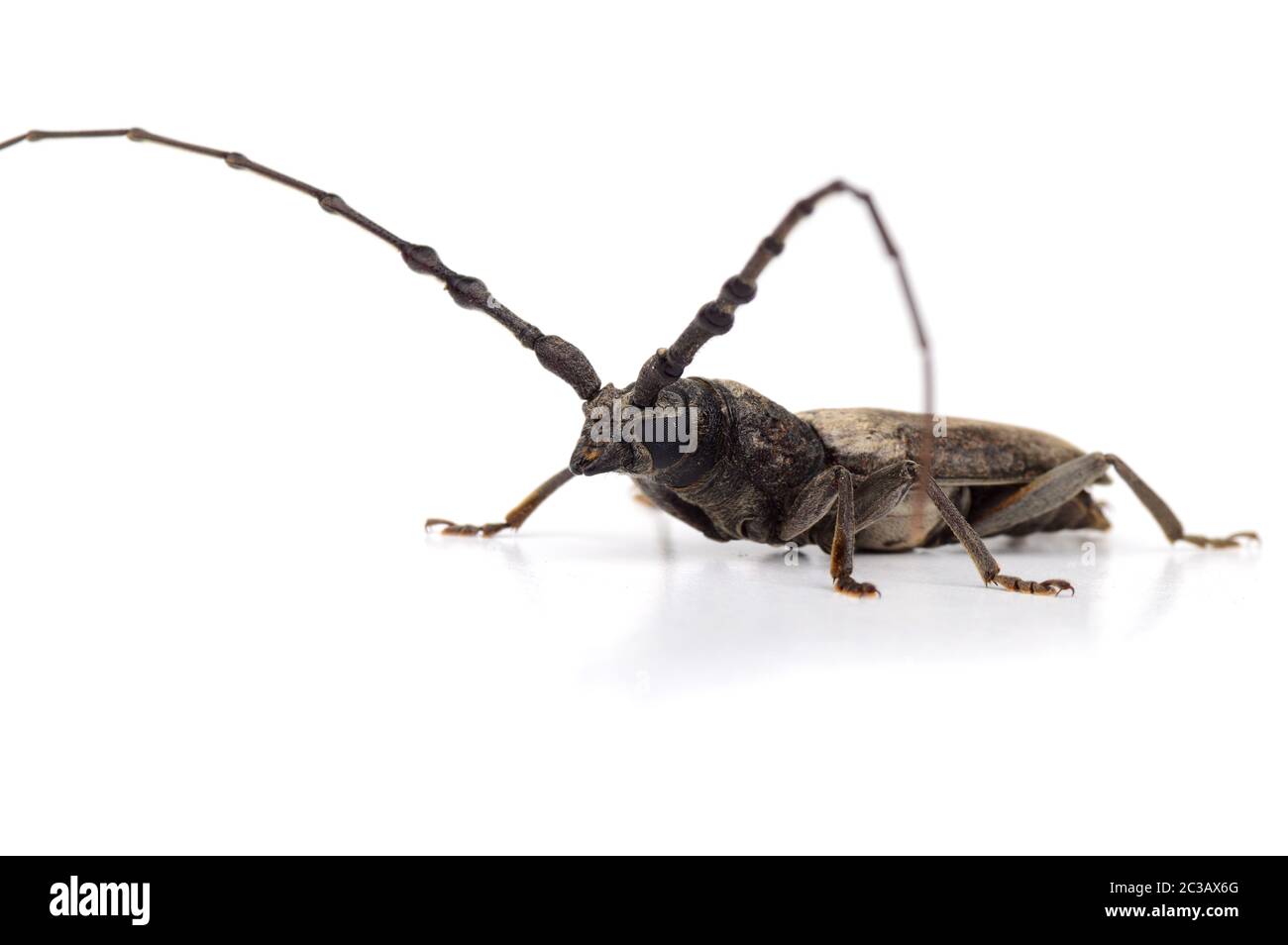 Tree borer (Batocera rufomaculata) isolated on a white background Stock ...
