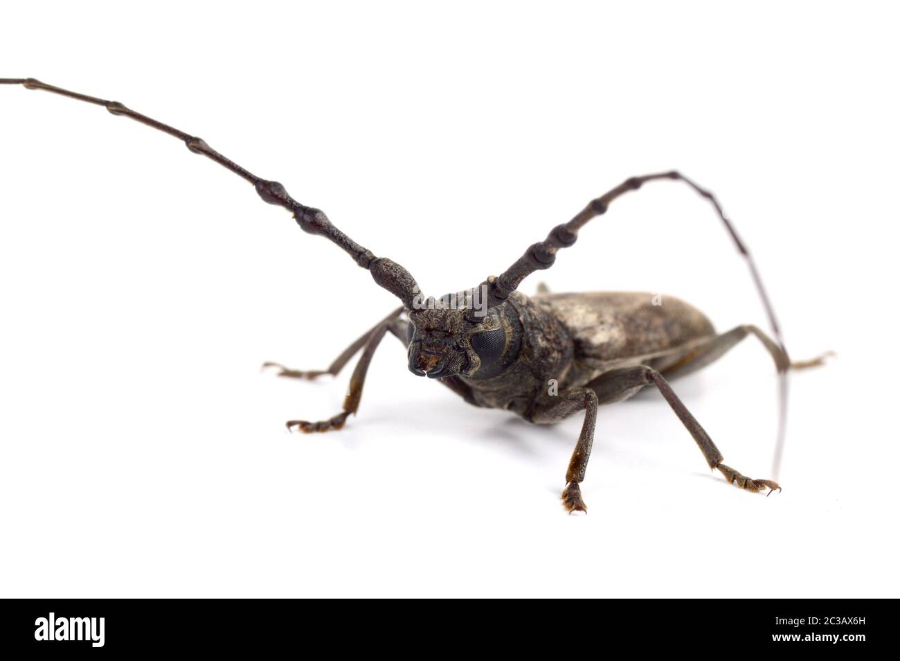 Tree borer (Batocera rufomaculata) isolated on a white background Stock ...