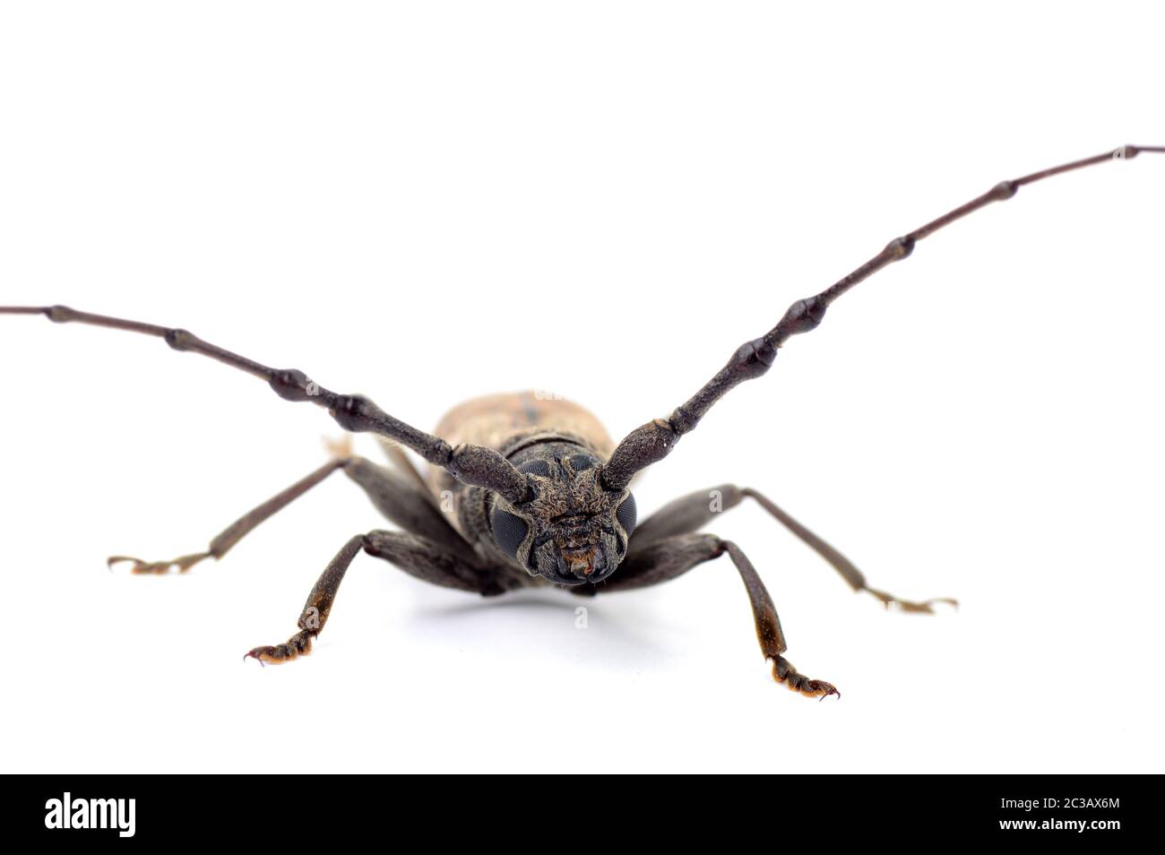 Tree borer (Batocera rufomaculata) isolated on a white background Stock ...