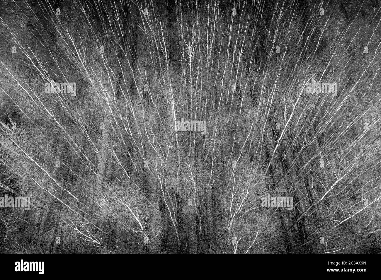 Aerial view fall trees Black and White Stock Photos & Images - Alamy