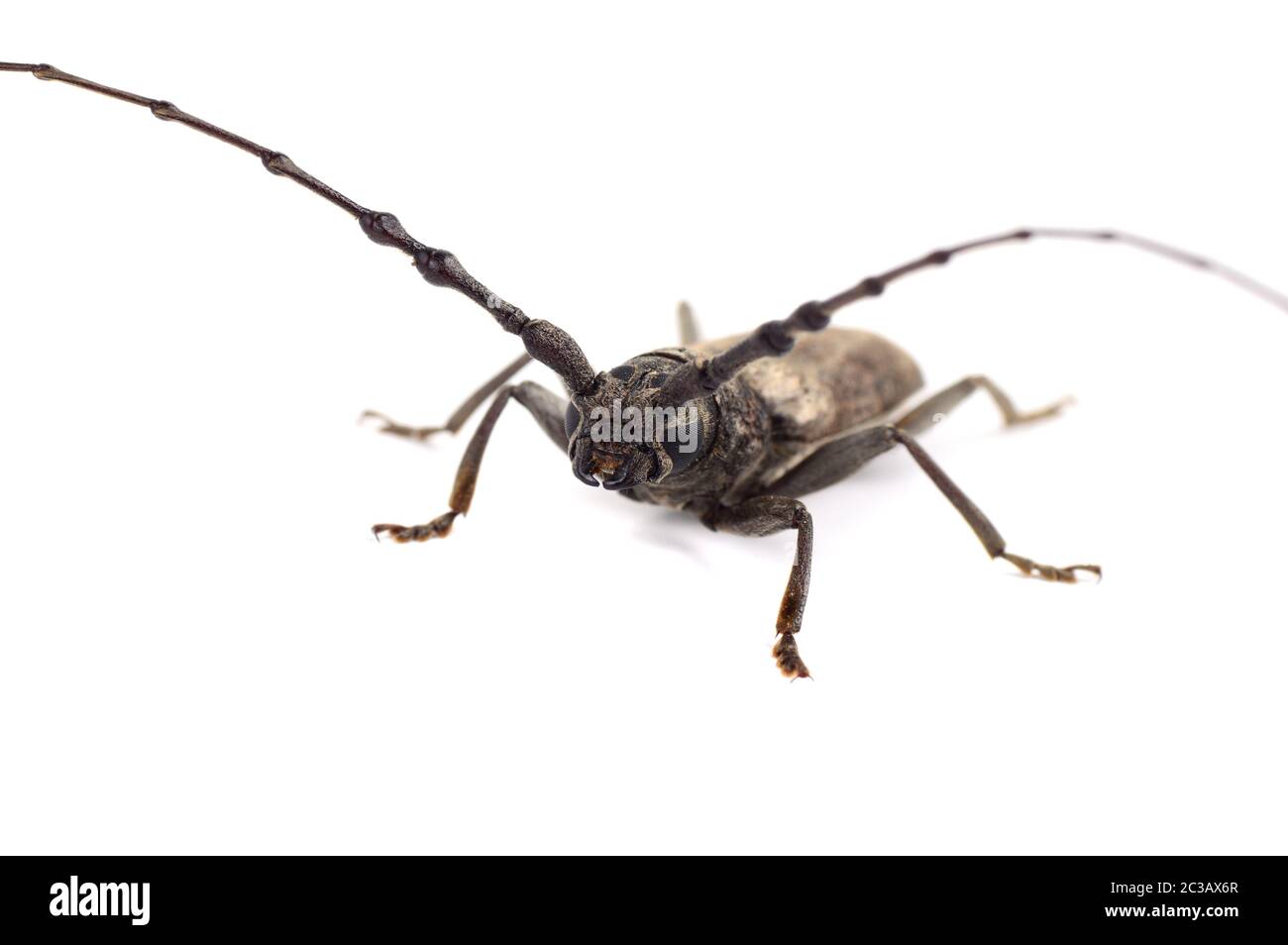 Tree borer (Batocera rufomaculata) isolated on a white background Stock ...