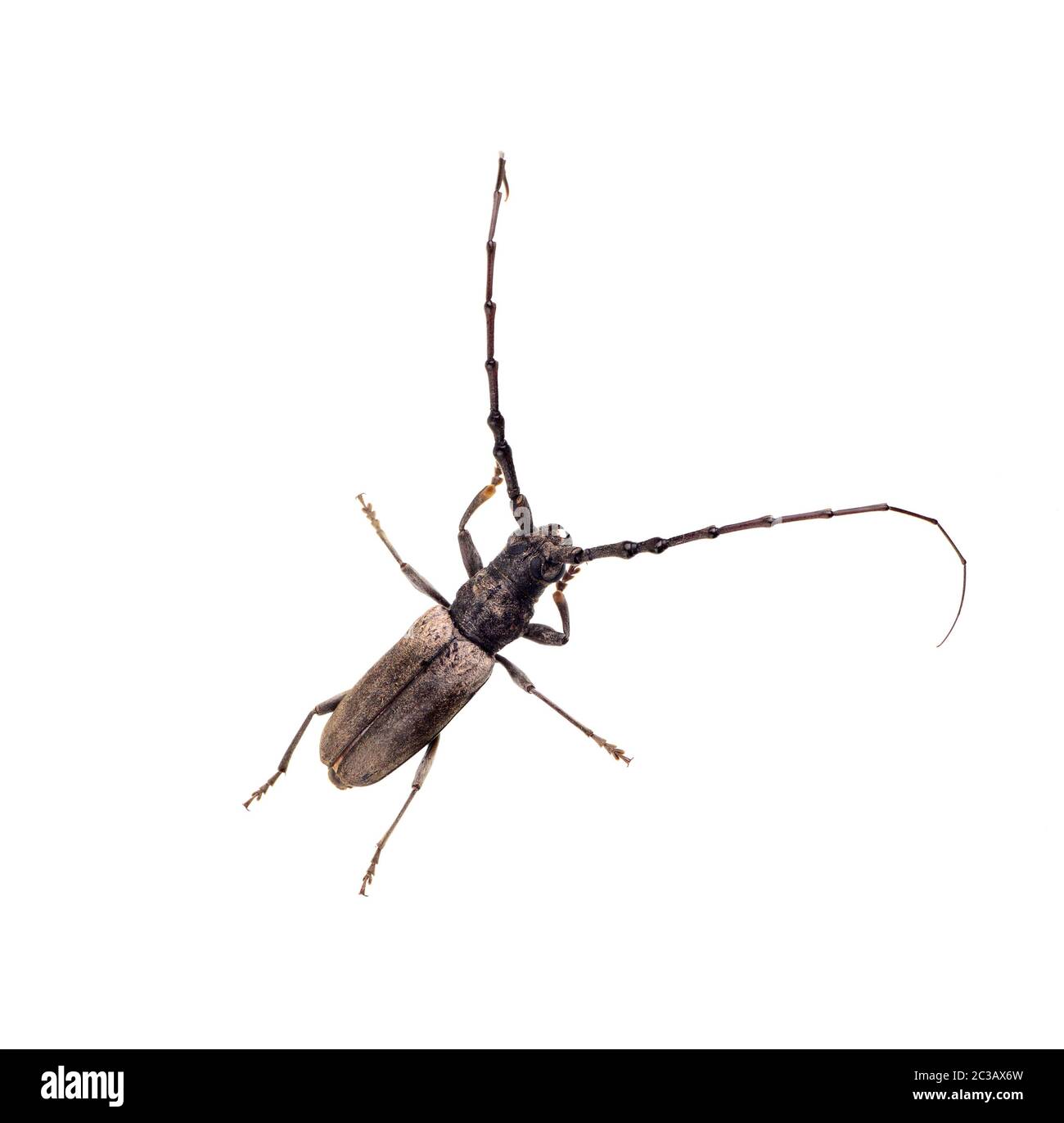 Tree borer (Batocera rufomaculata) isolated on a white background Stock ...