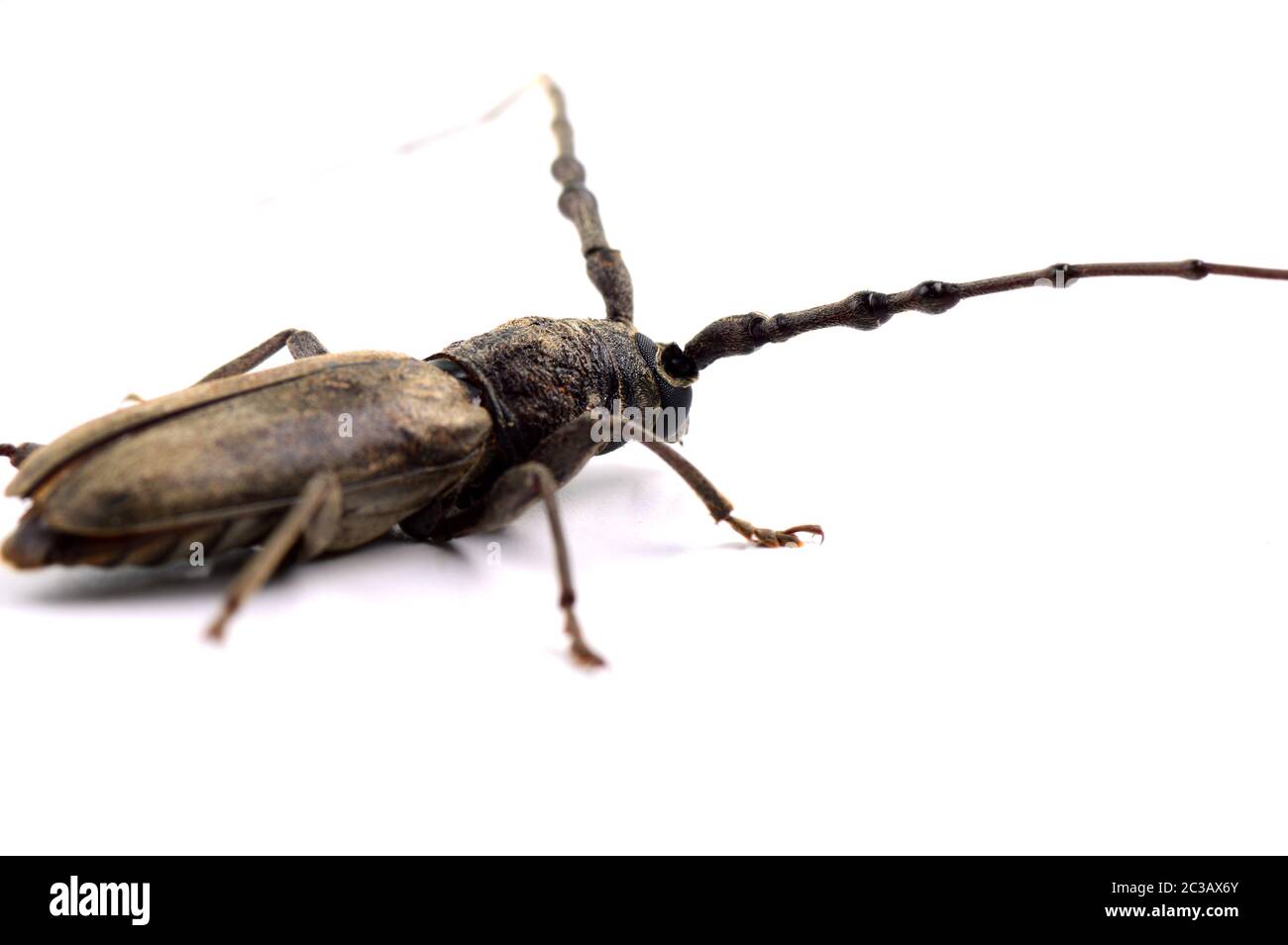 Tree borer (Batocera rufomaculata) isolated on a white background Stock ...
