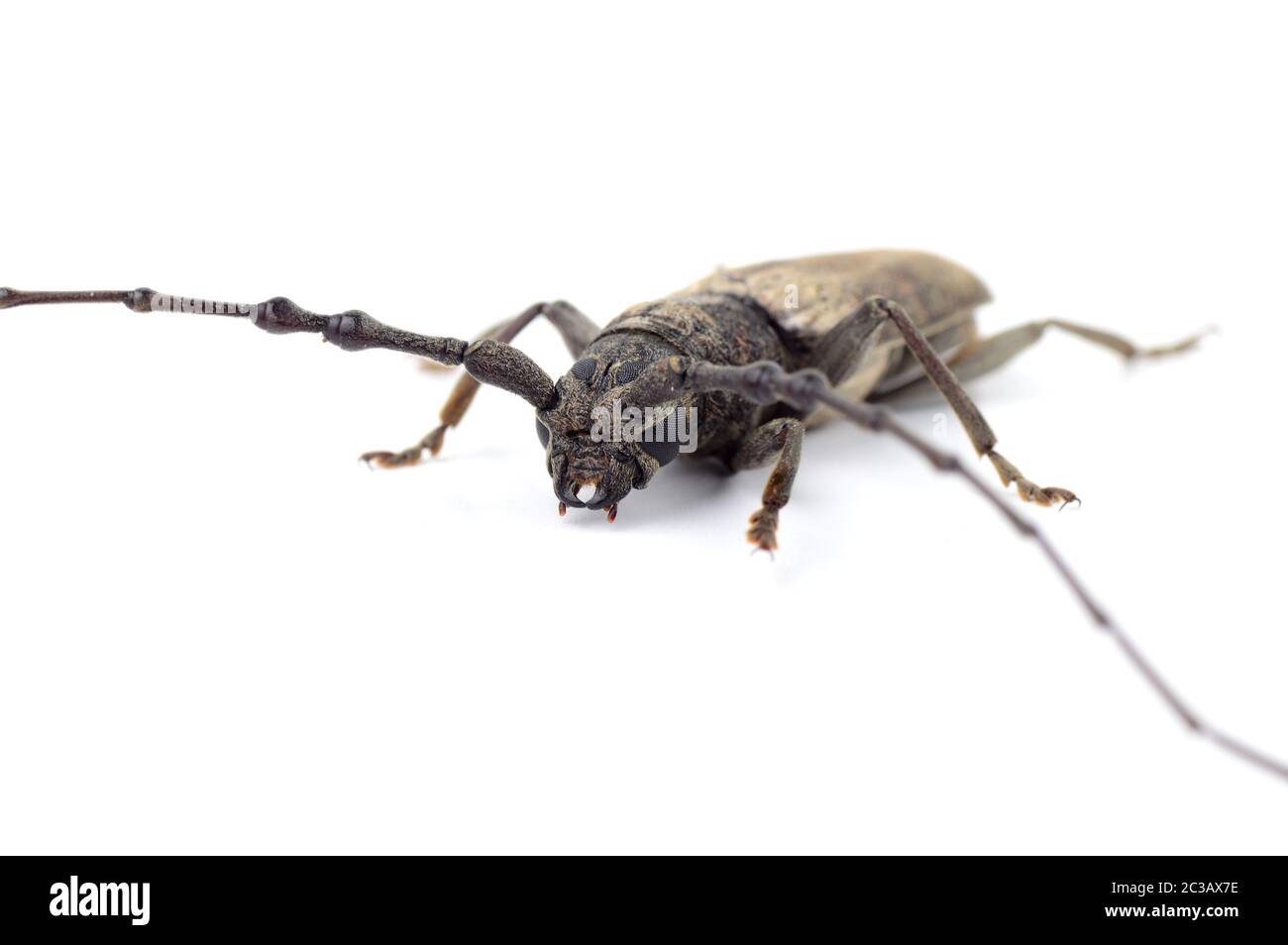 Tree borer (Batocera rufomaculata) isolated on a white background Stock ...