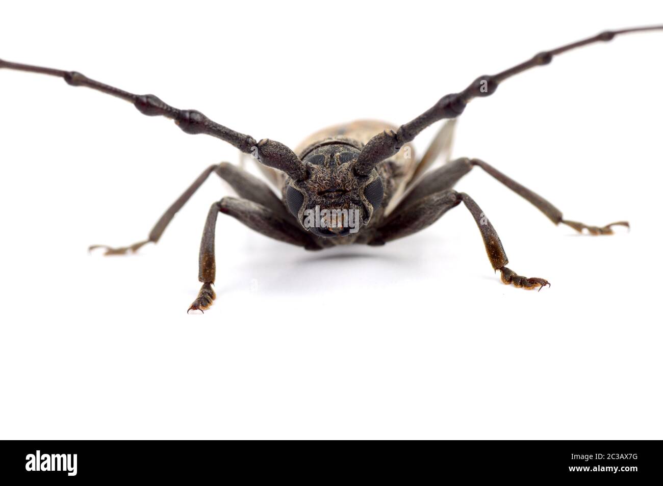 Tree borer (Batocera rufomaculata) isolated on a white background Stock ...