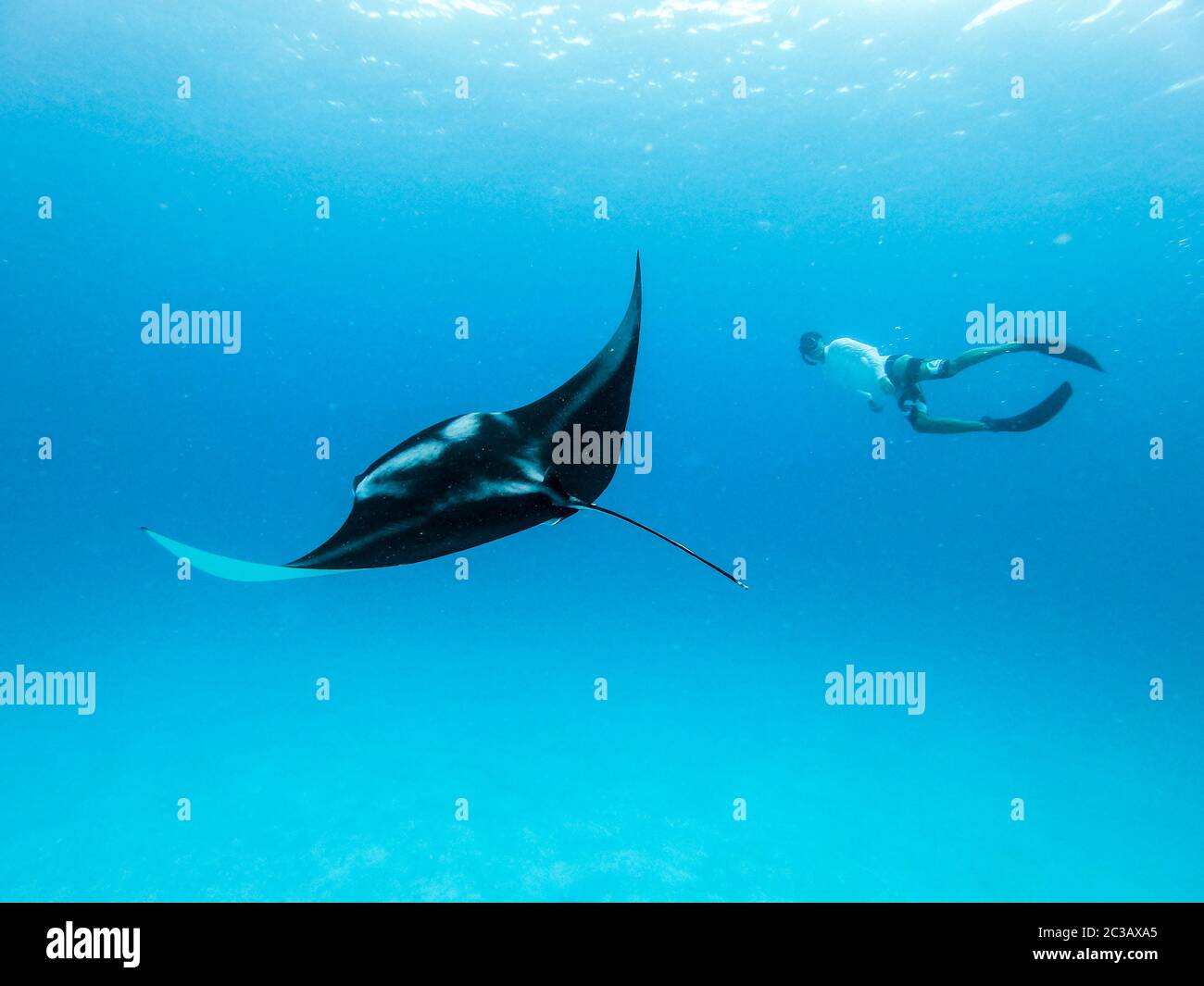 Male free diver and Giant oceanic manta ray, Manta Birostris, hovering ...