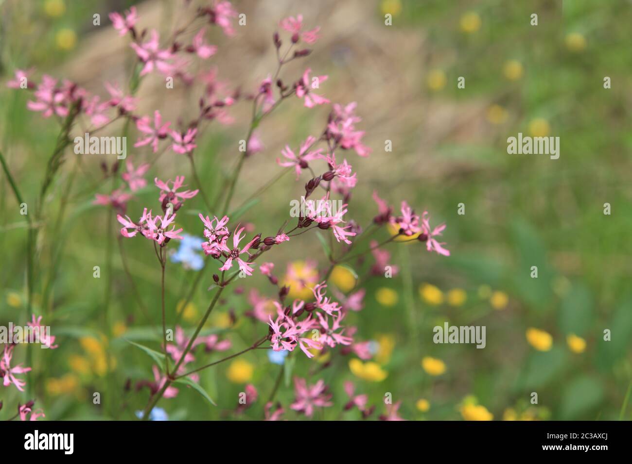 Ragged robin wildflower hi-res stock photography and images - Alamy