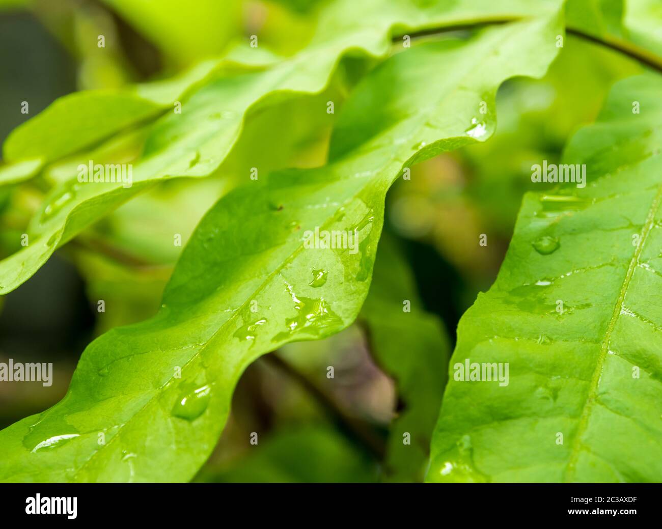 Surface texture on Leaves of ornamental plant as nature background ...