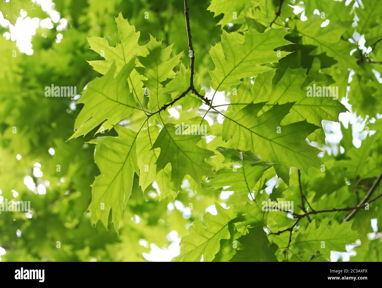 beautiful spring leaves of maple tree Stock Photo - Alamy