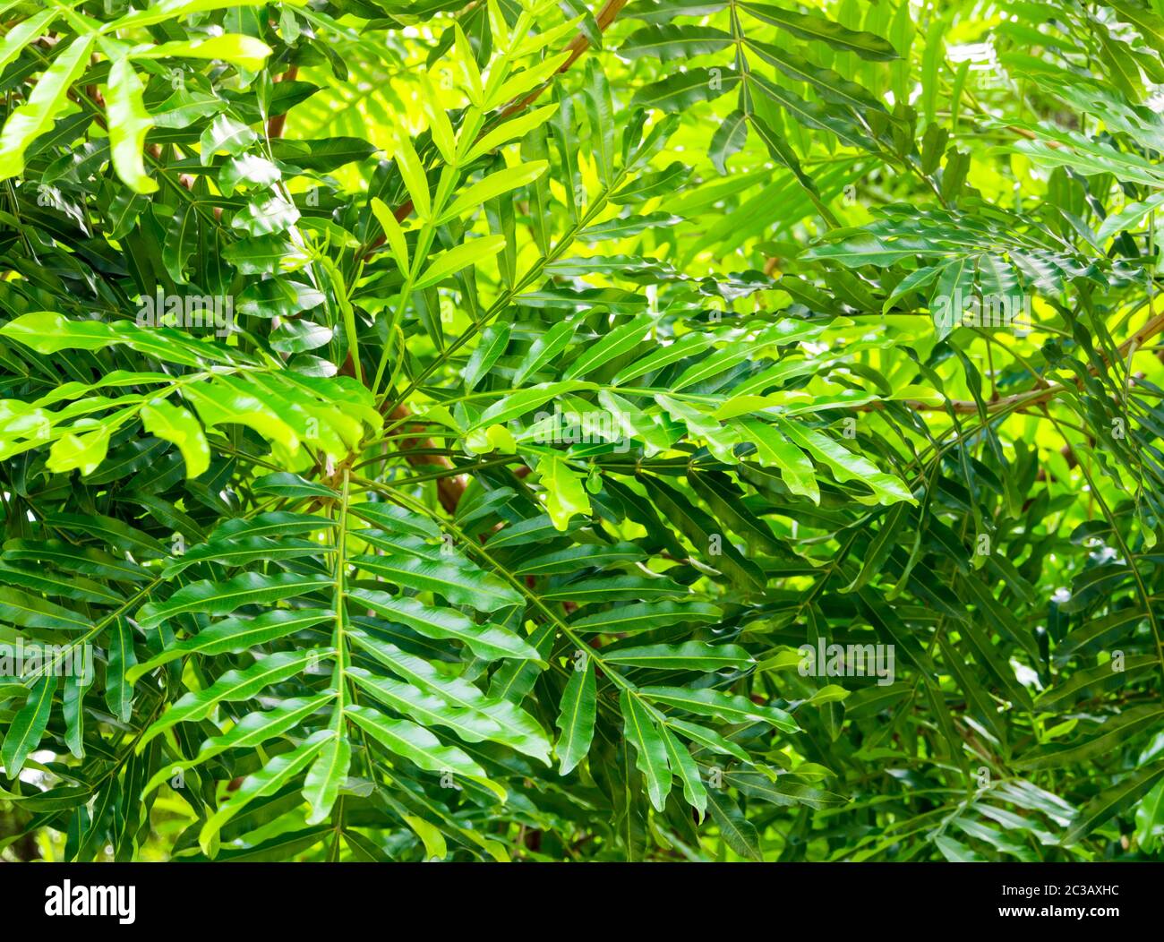 Surface texture on Leaves of ornamental plant as nature background ...