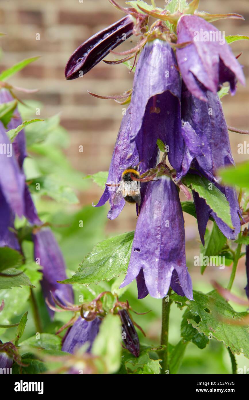 Kent belle hi-res stock photography and images - Alamy