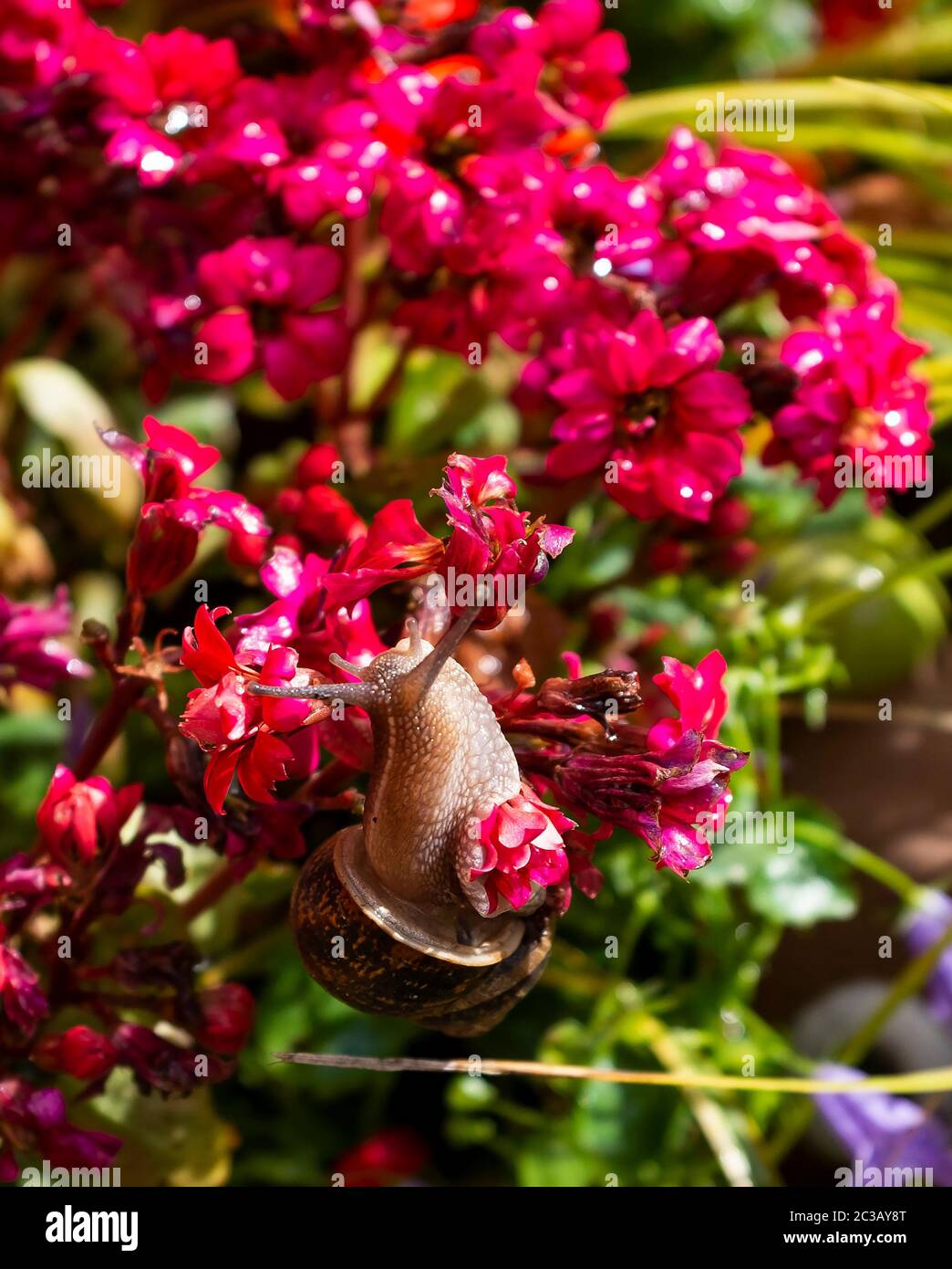 Common british snail hi-res stock photography and images - Alamy