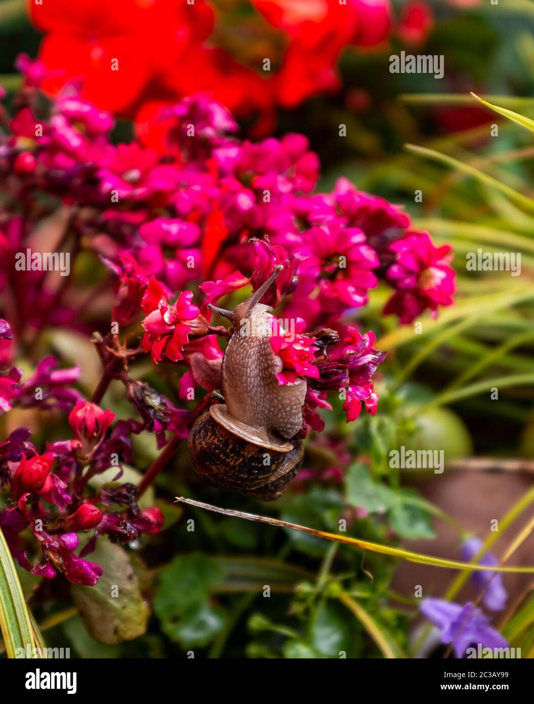 Common british snail hi-res stock photography and images - Alamy