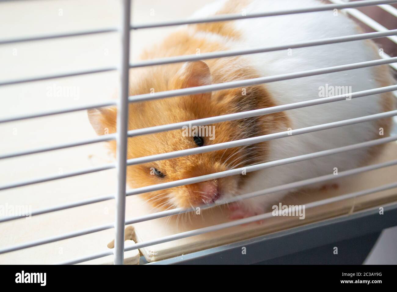Syria hamster hi-res stock photography and images - Alamy