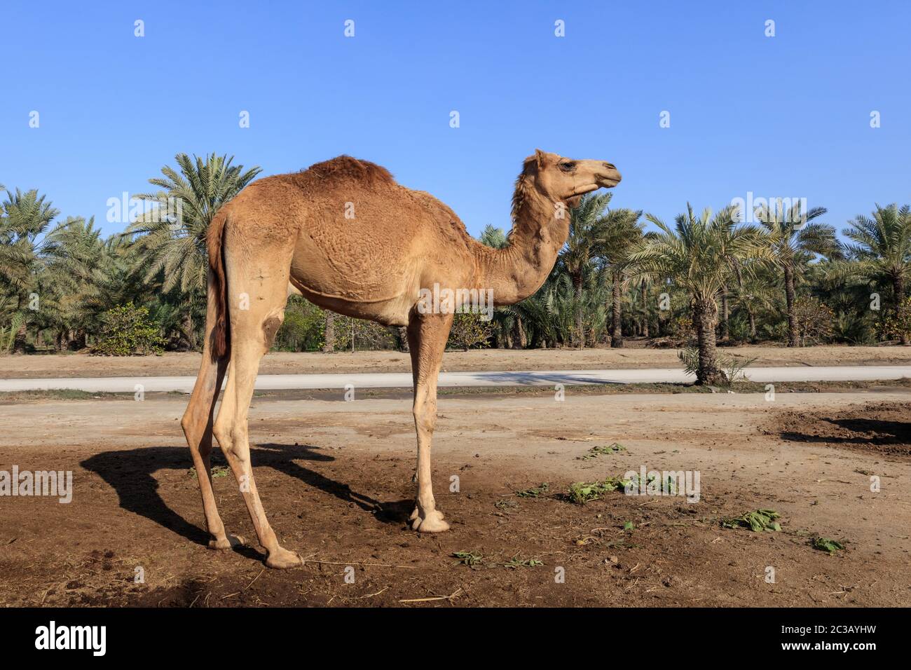 Camel on the royal camel farm in the Bahrain capital Manama Stock Photo ...