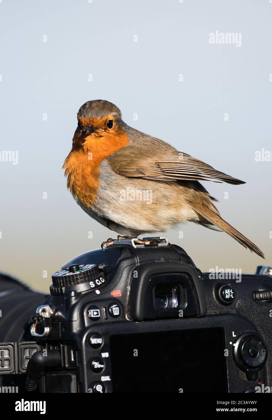 Garden wildlife camera hi-res stock photography and images - Alamy