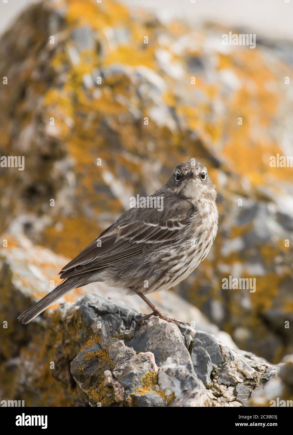 Eurasian Rock Pipit High Resolution Stock Photography and Images - Alamy