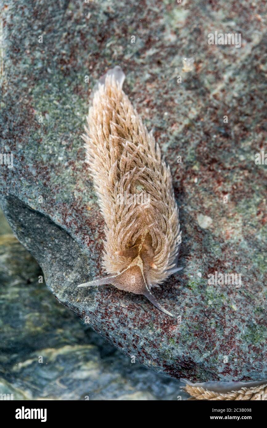 Common grey sea slug aeolidia papillosa hi-res stock photography and ...